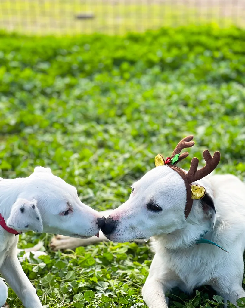 Muster Dogs is returning to our screens in 2026 - The Australian Women ...