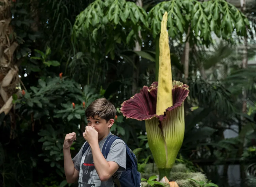 Corpse flower finally blooming in Sydney - The Australian Women's Weekly