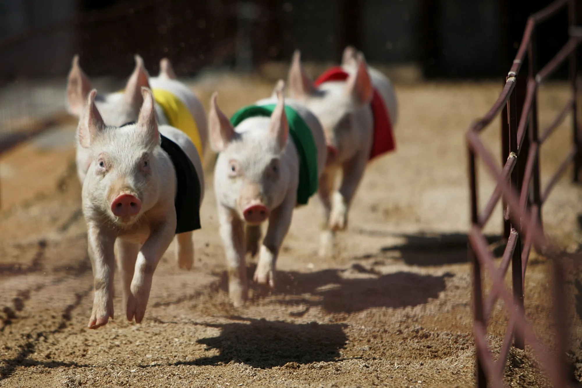 Easter Show 2025: Tickets, pricing, tips & tricks | AWW