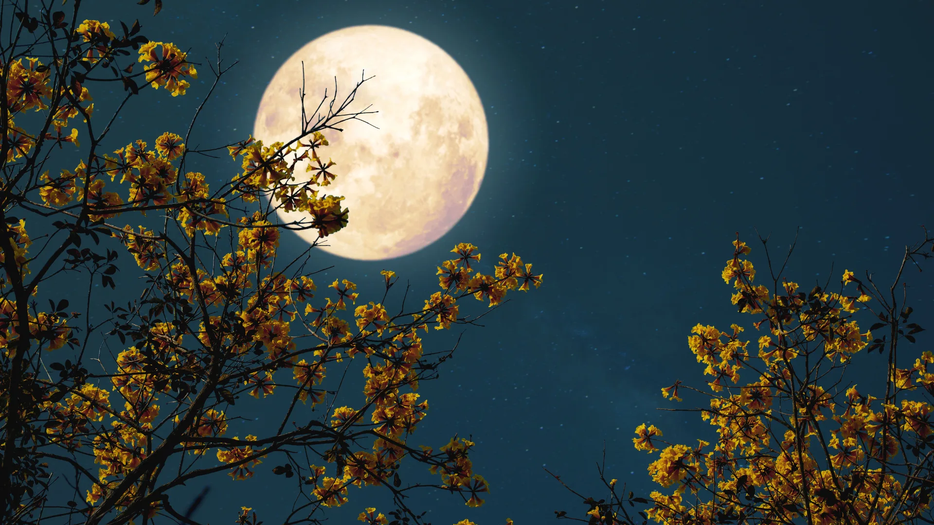 What is the Flower Full Moon and how will it affect you? - The ...