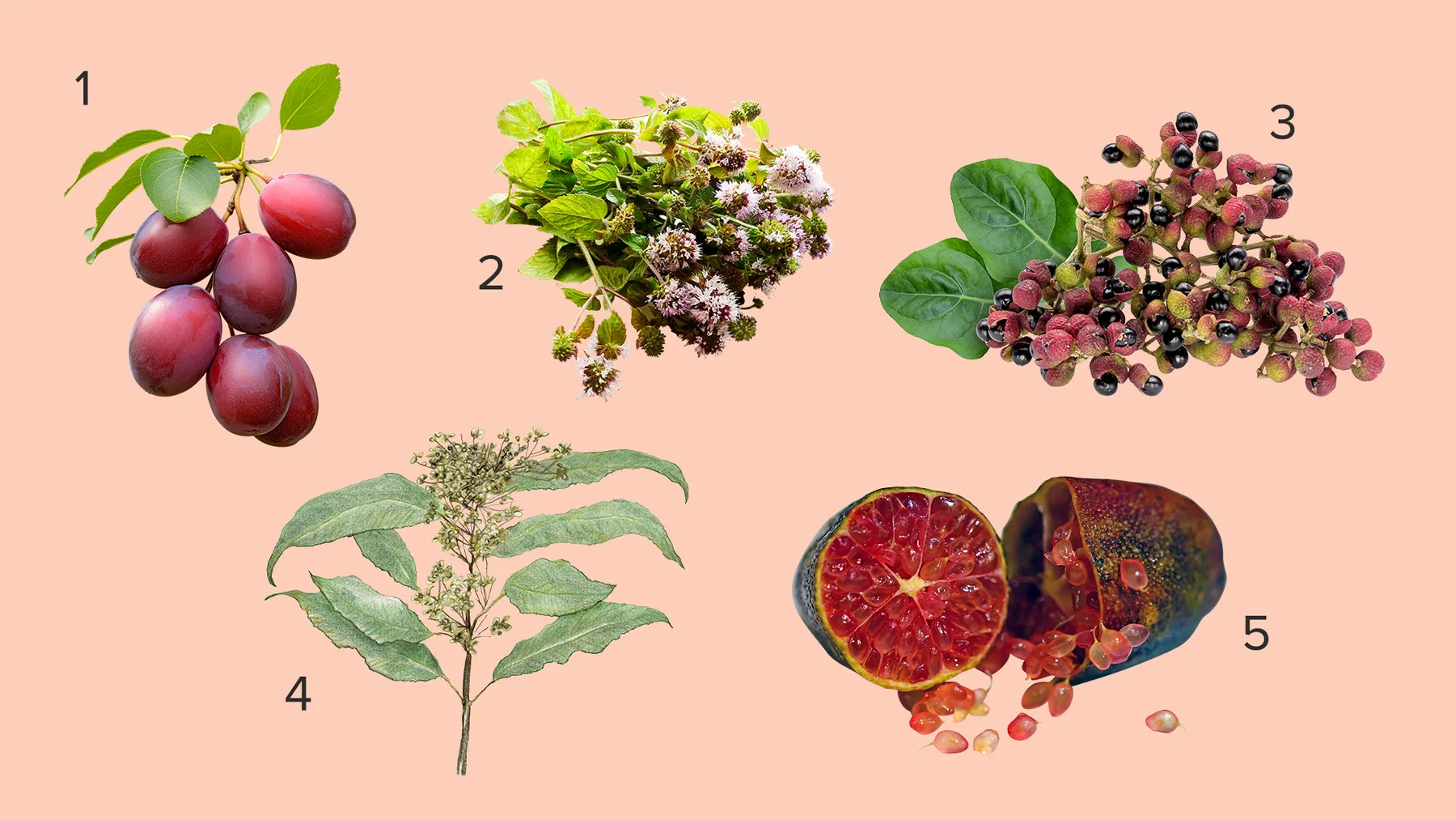 Cooking with Native Australian Ingredients