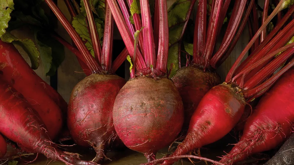 Beetroot: recipes, varieties and more | Women's Weekly Food