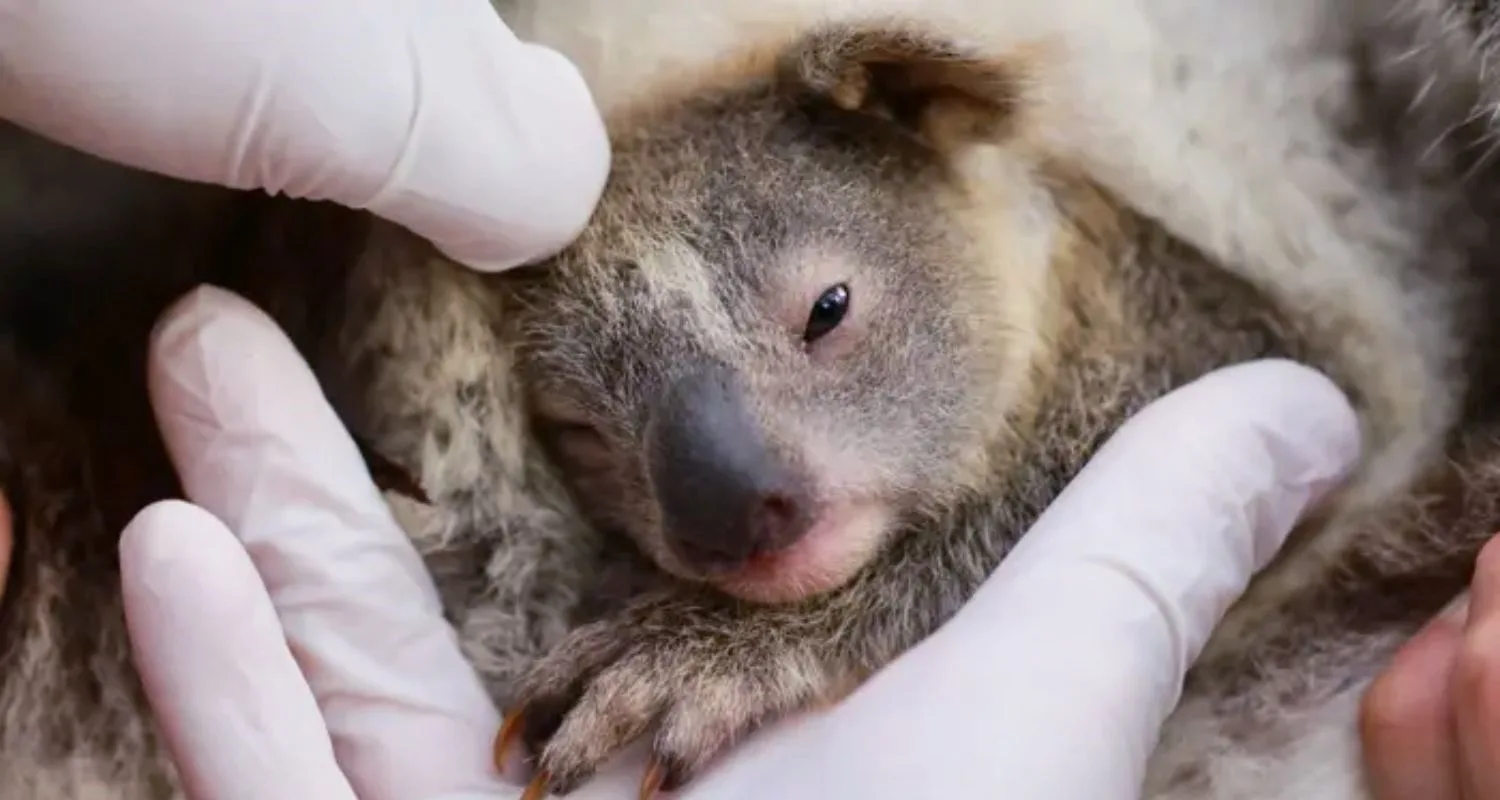 The First Koala Baby Born Since NSW Bushfires Is Here