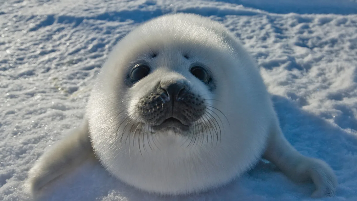 What Is ‘Cute Aggression’ Or ‘Social Biting’ And Do You Have It ...