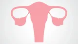 What Your Uterus Really Looks Like | marie claire