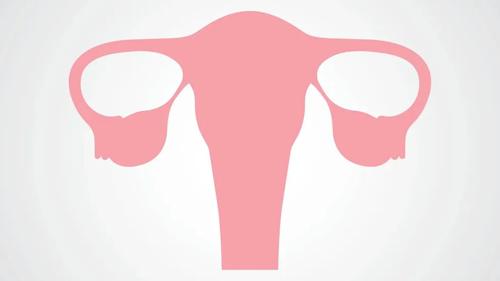 What Your Uterus Really Looks Like | marie claire