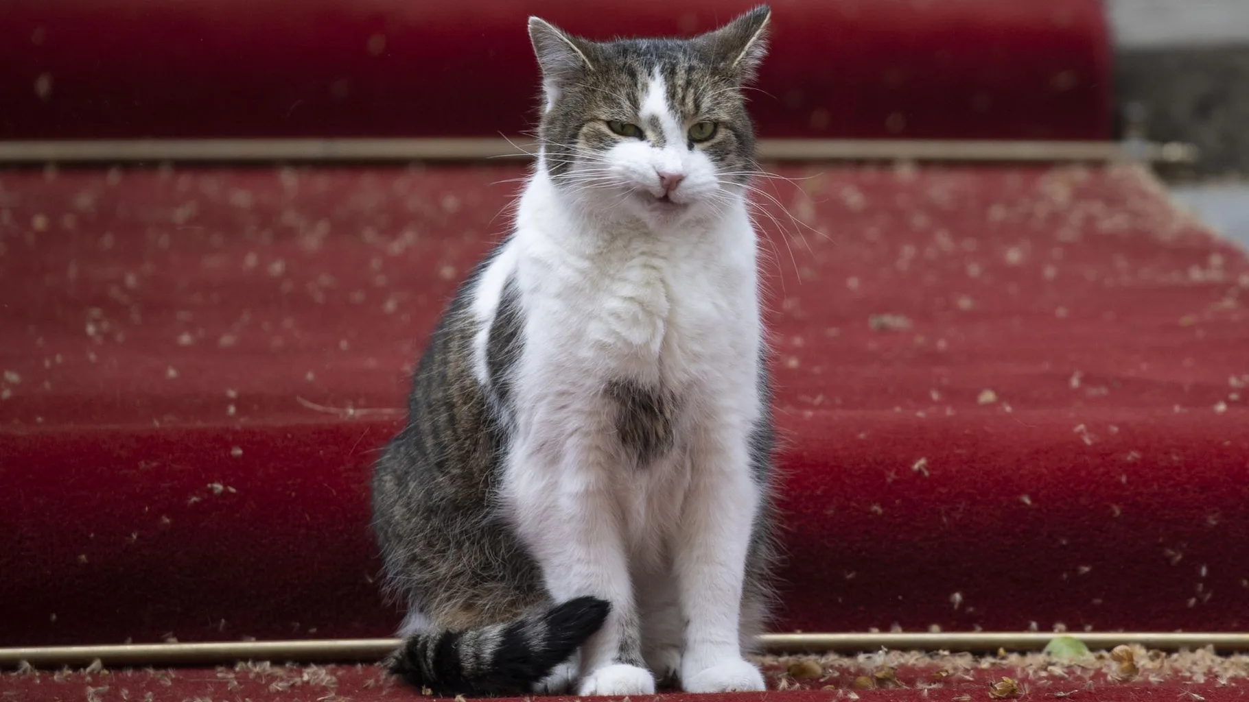 Downing Street Is Preparing For Larry The Cat's Death
