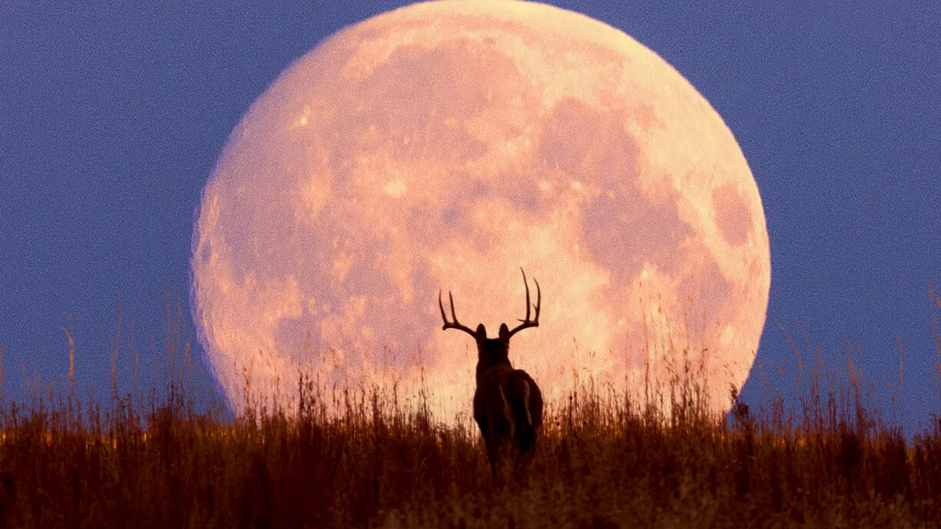 What Tonight’s Buck Full Moon Means for Your Sleep & Emotions | marie ...