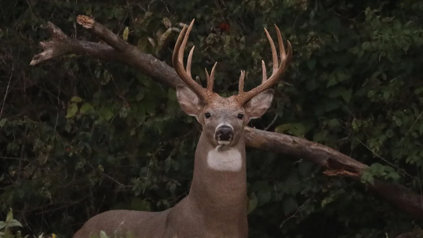 What Tonight’s Buck Full Moon Means for Your Sleep & Emotions | marie ...