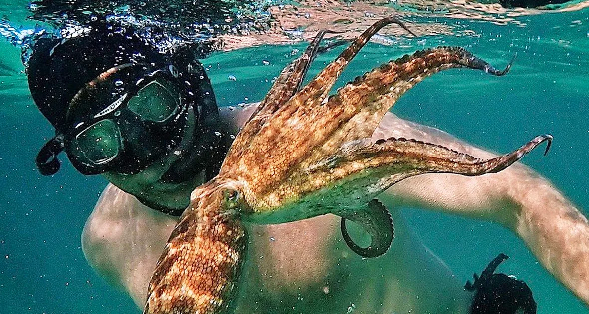Netflix's 'My Octopus Teacher': Plot, Trailer & Where To Watch