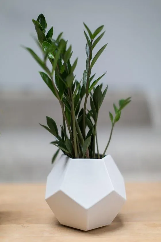 5 Pretty Houseplants That Actually Thrive On Neglect