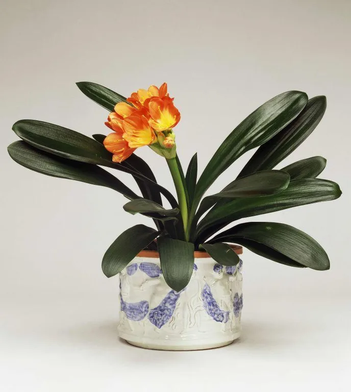 5 Pretty Houseplants That Actually Thrive On Neglect