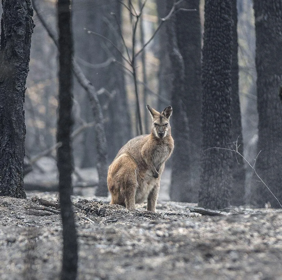 Australia Bushfires: The Real Stories Behind These Viral Photos