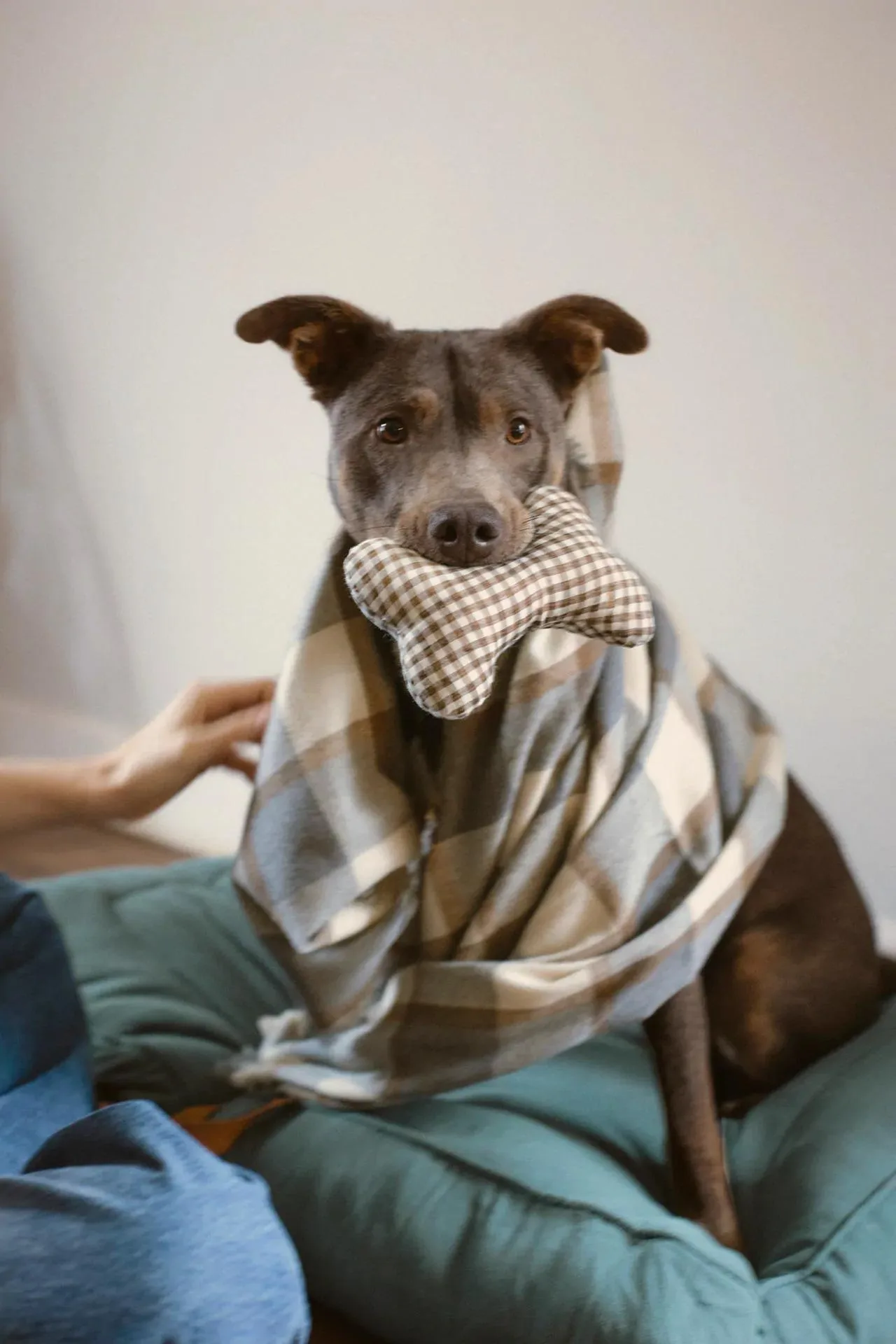 Zara launches chic pet collection for dogs | ELLE