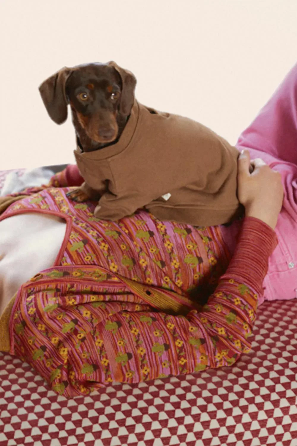 Zara launches chic pet collection for dogs | ELLE