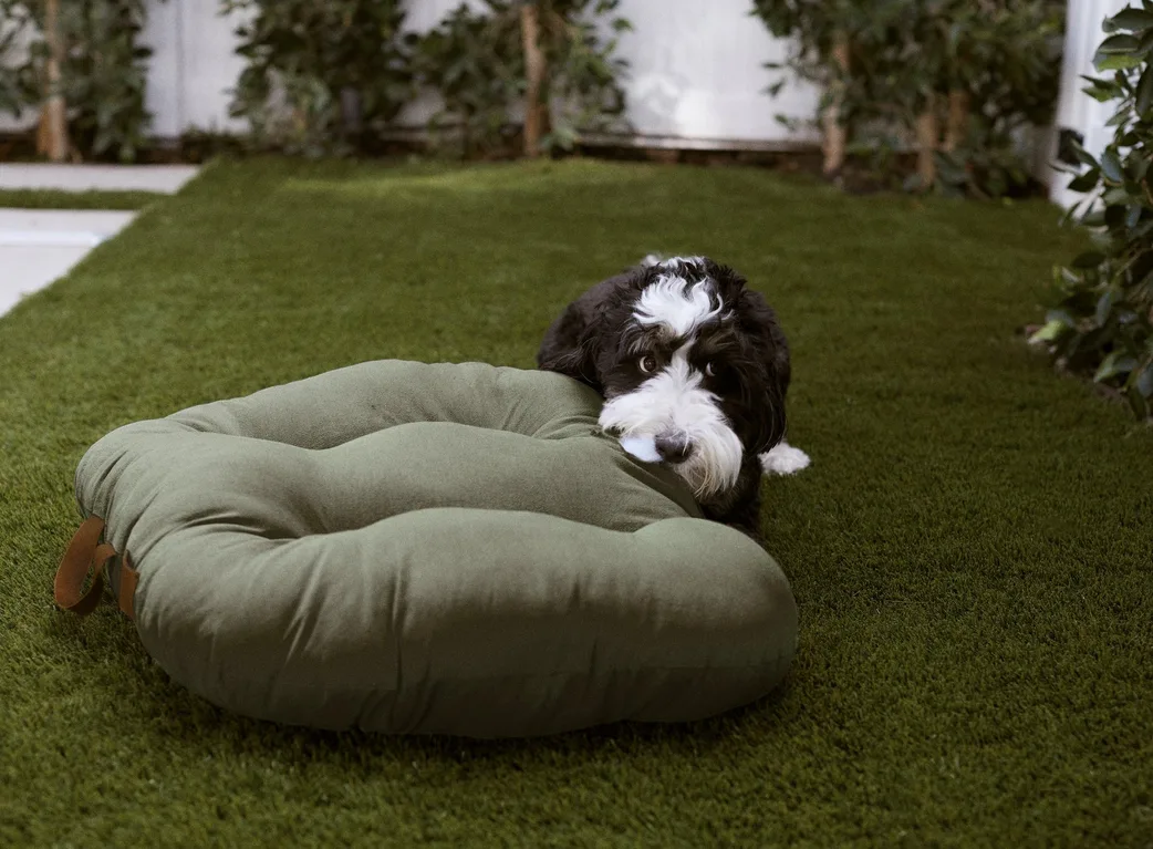 Zara launches chic pet collection for dogs | ELLE