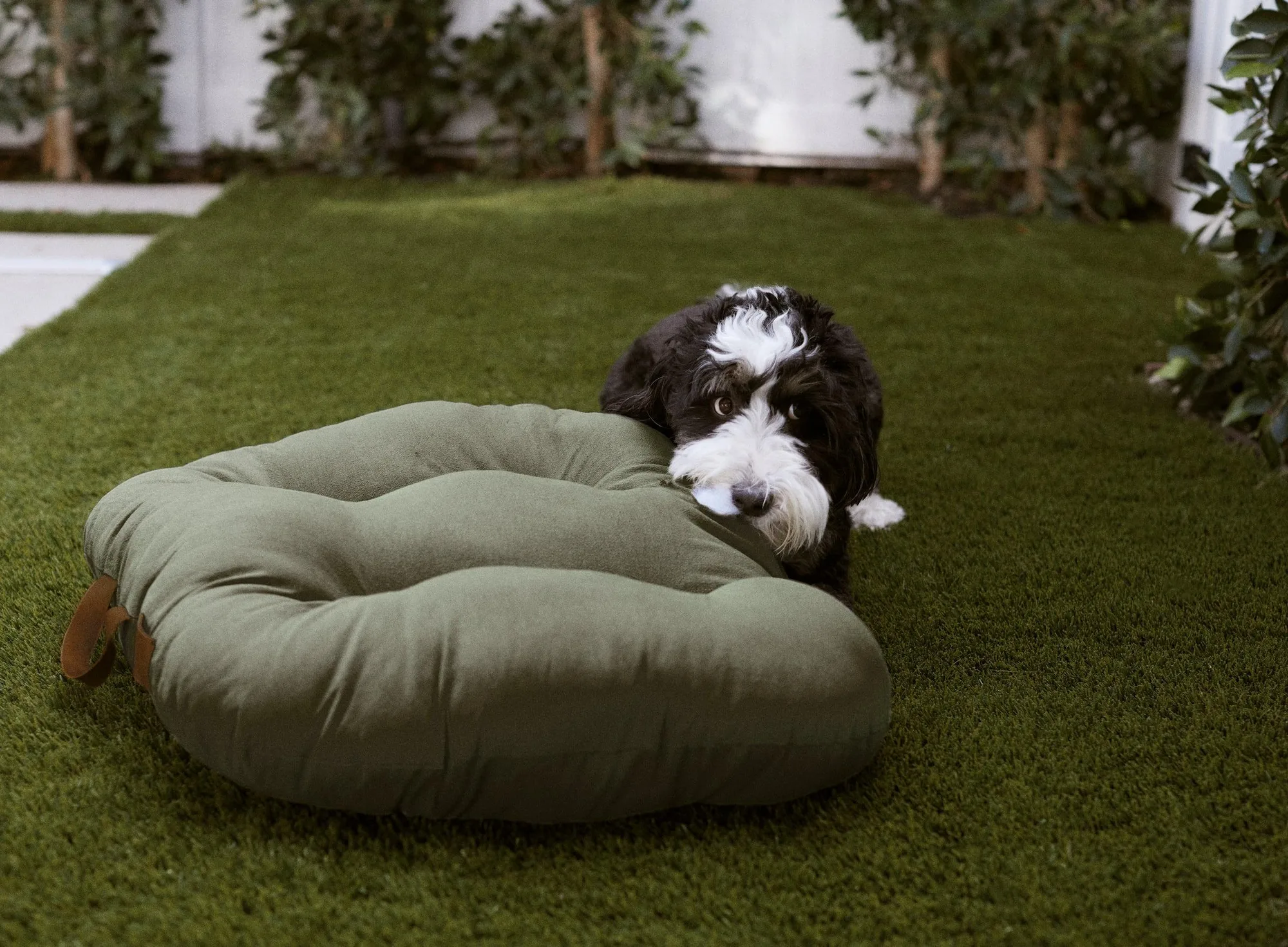 Zara launches chic pet collection for dogs | ELLE
