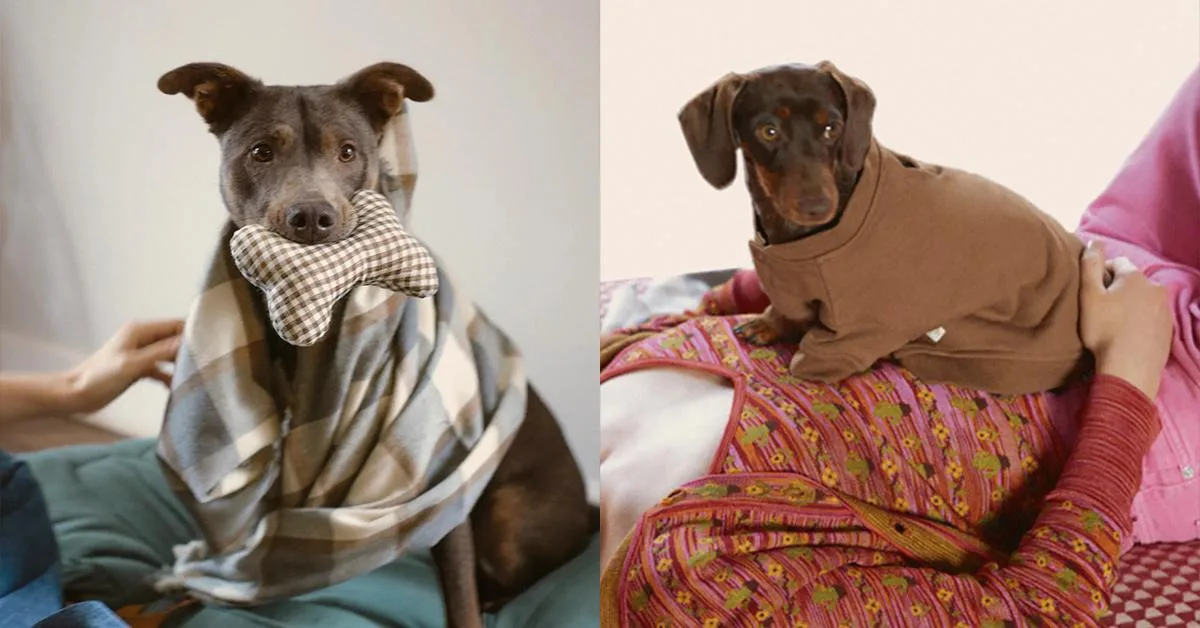 Zara launches chic pet collection for dogs | ELLE