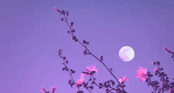 How To Work With The Beaver Moon, The Last Super Full Moon 2024