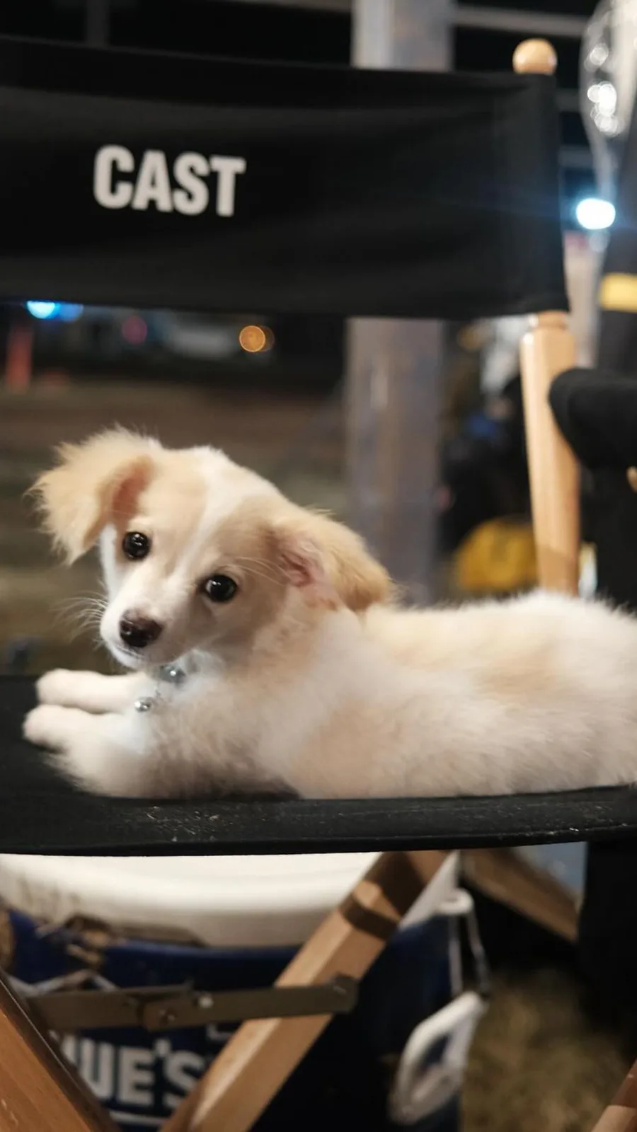The Sweet Story Of Glen Powell's Dog, Brisket | ELLE