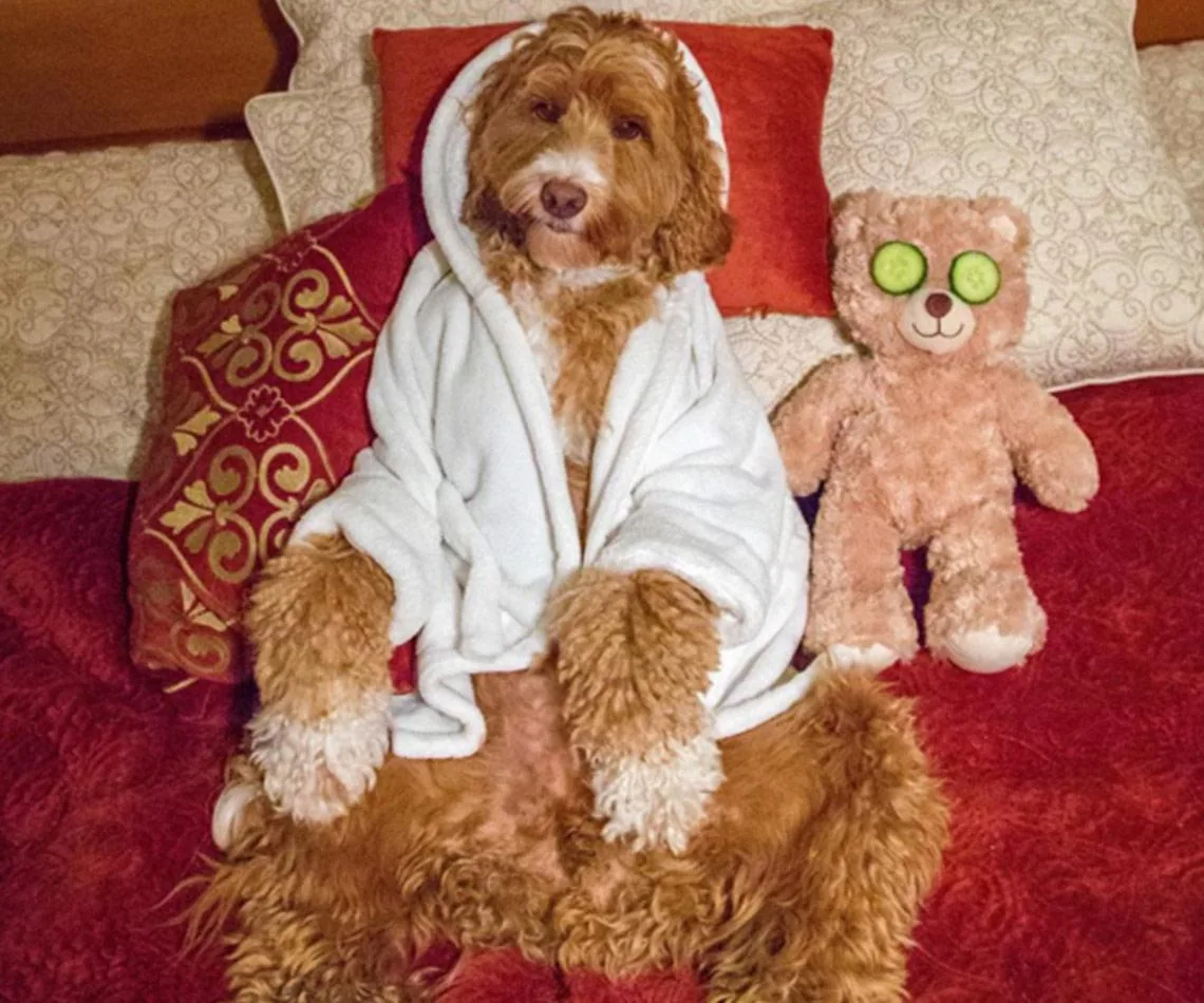 Reagan the Labradoodle is Instagram's new favourite dog