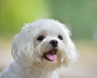Best hypoallergenic dog breeds for allergy sufferers