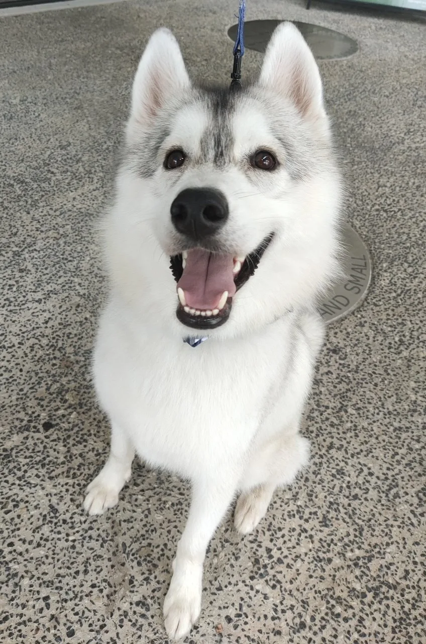 Hero husky saved my life | Now To Love