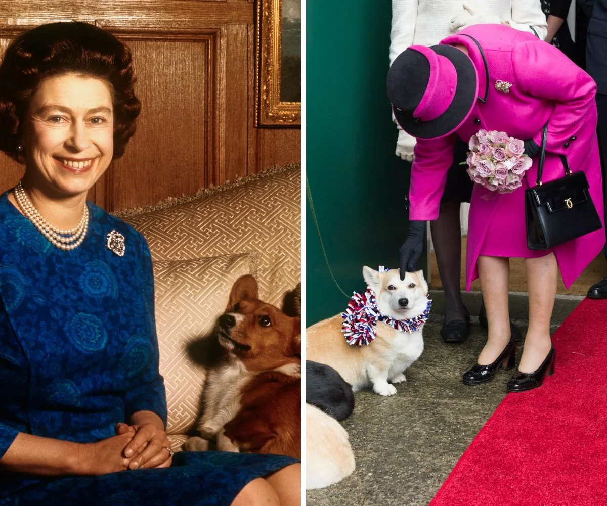 Meet the royal family's beloved dogs | Now To Love