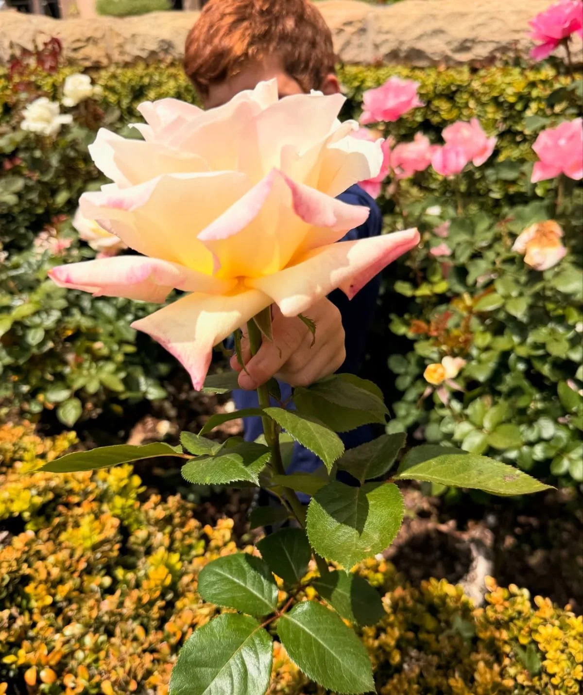 Here's what Prince Archie looks like now (20+ photos)