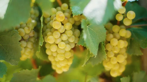 A paradise of grapes