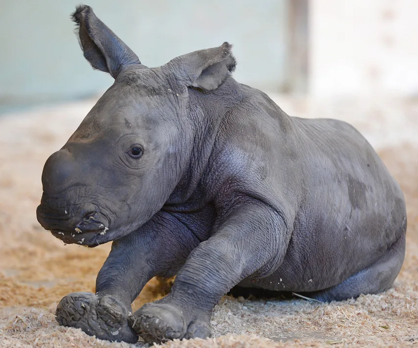 Australia zoo welcomes a baby rhinoceros
