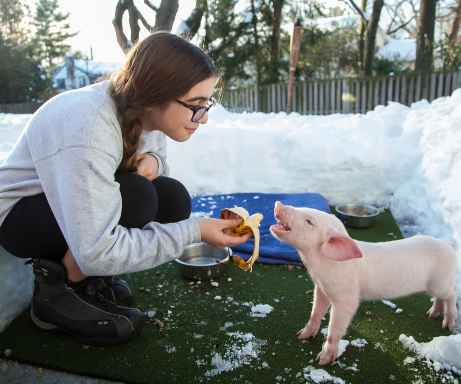 Family saves lost piglet from freezing in the blizzard