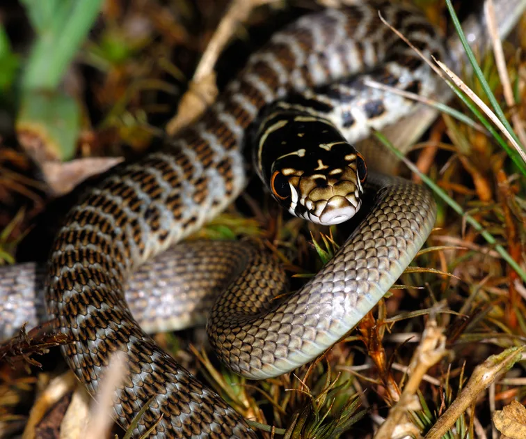 Hawk drops snake on family picnic in Melbourne