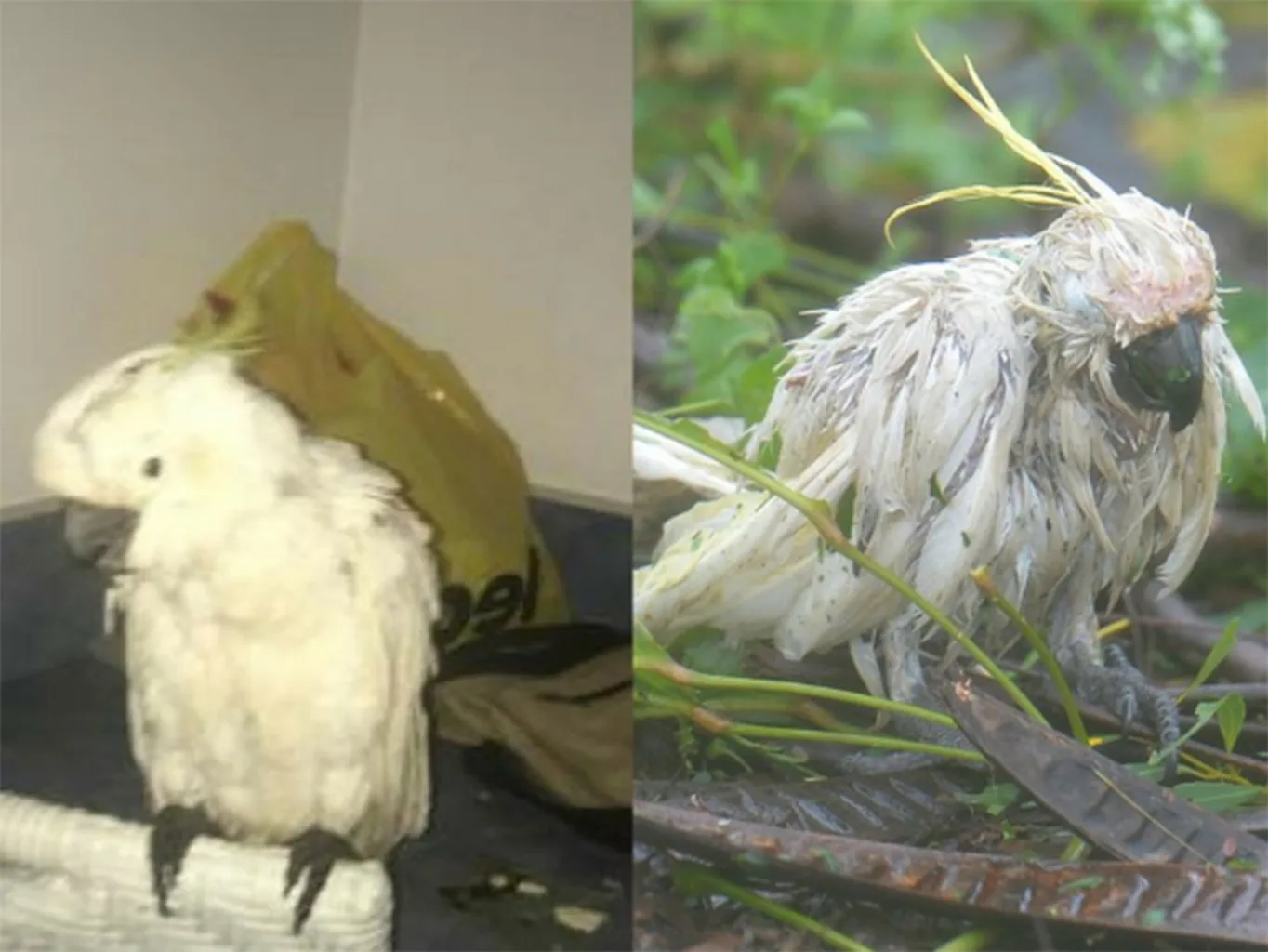 Heartwarming story of ‘Debbie’ the rescue cockatoo