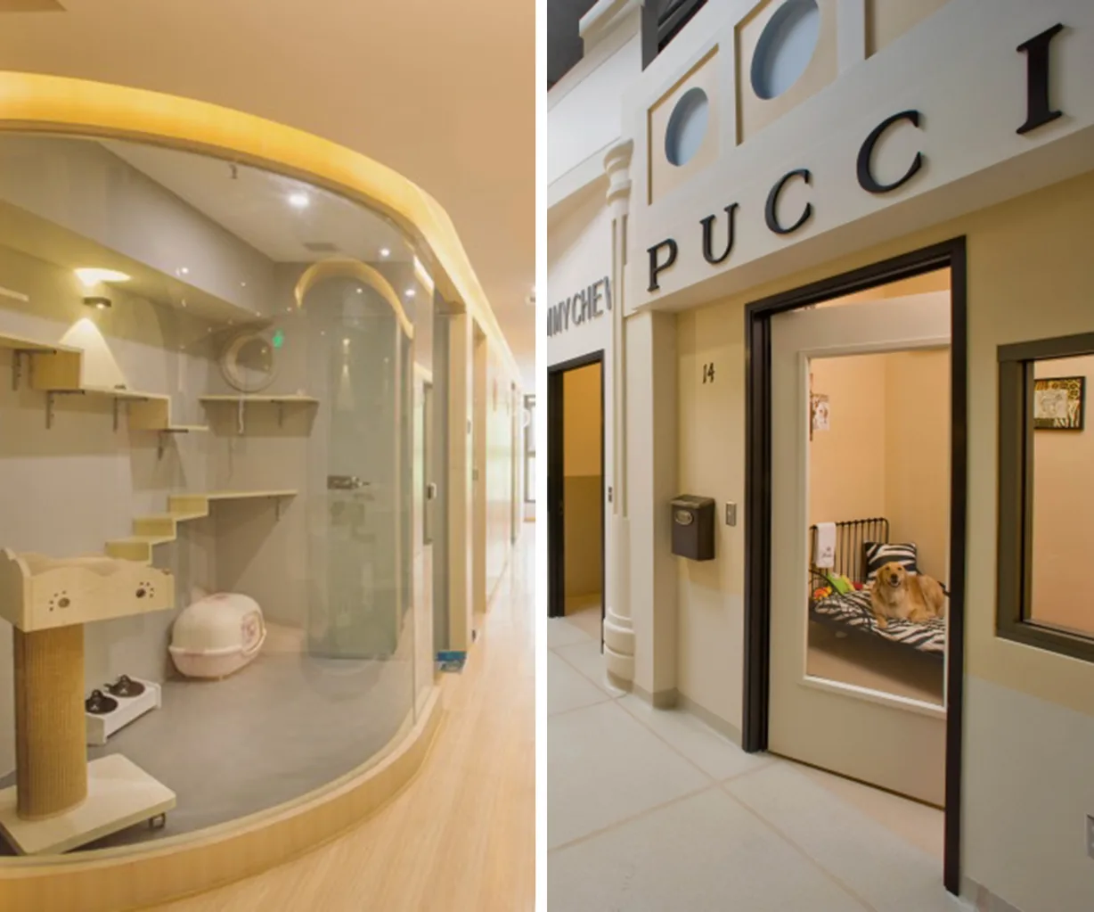 Luxury pet hotels around the world