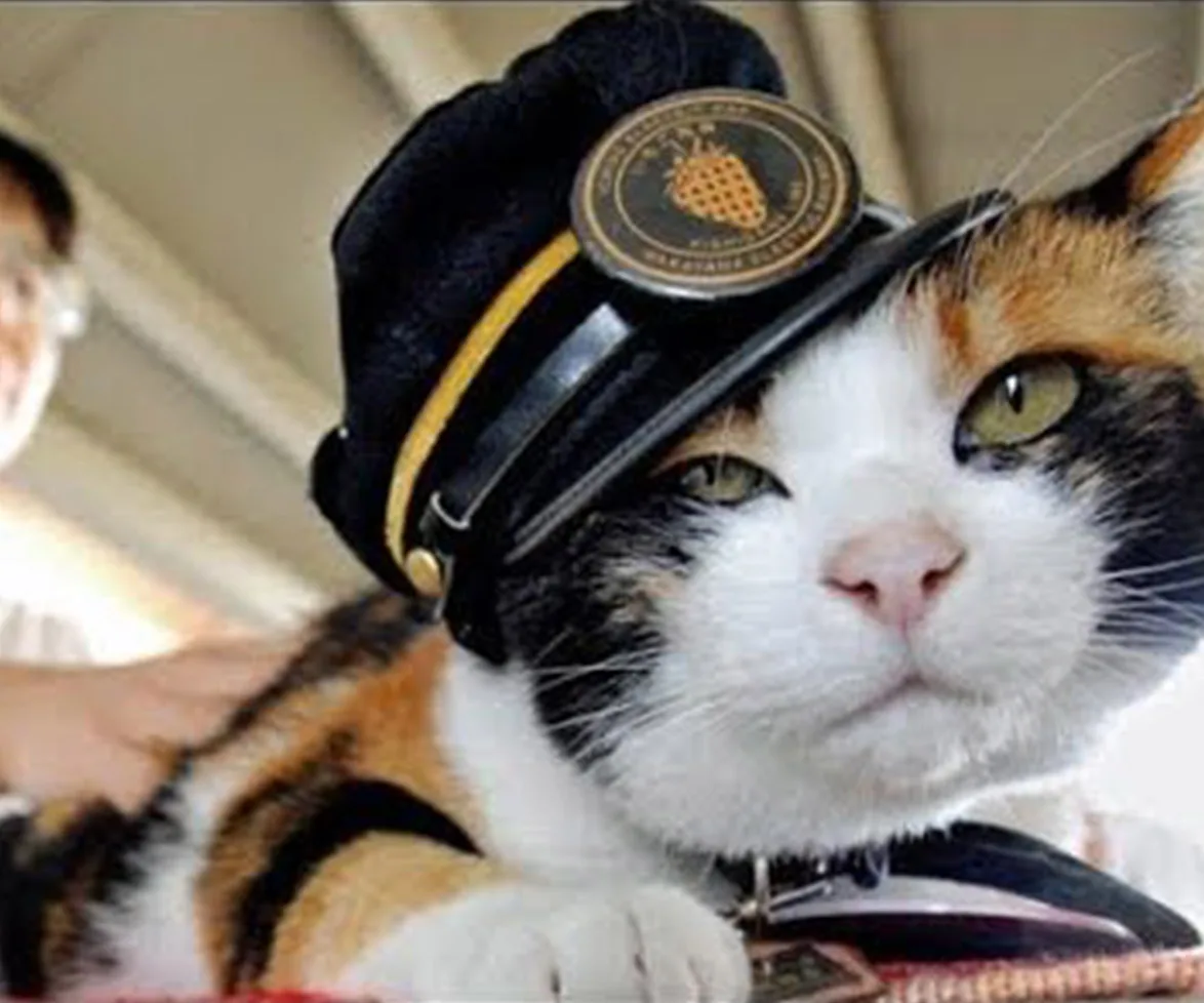 The world's first cat cafe train
