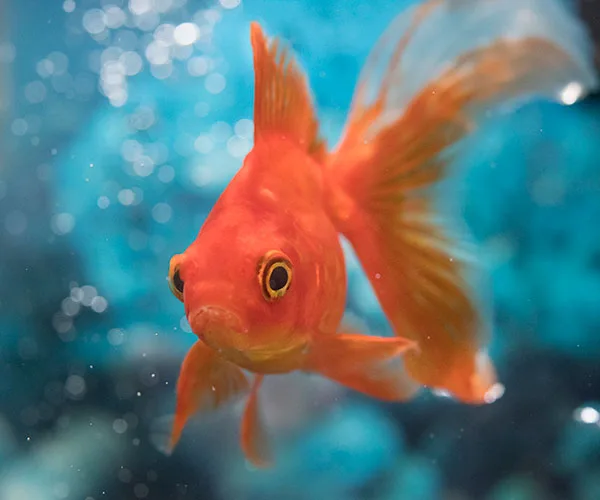 Take 5’s Ripper Real Life Podcast: Episode 17 | Now To Love