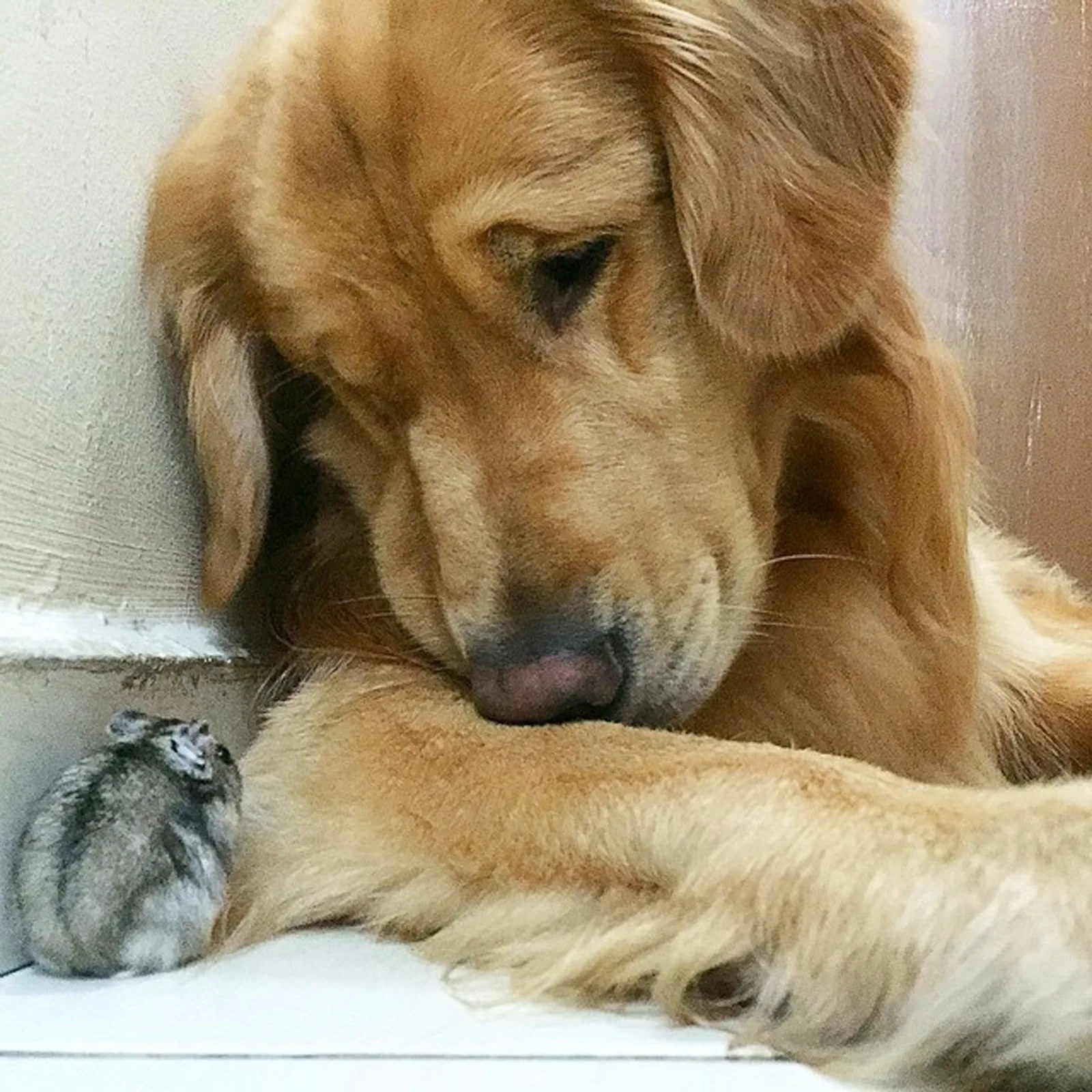 The most adorable animal friendship on the internet