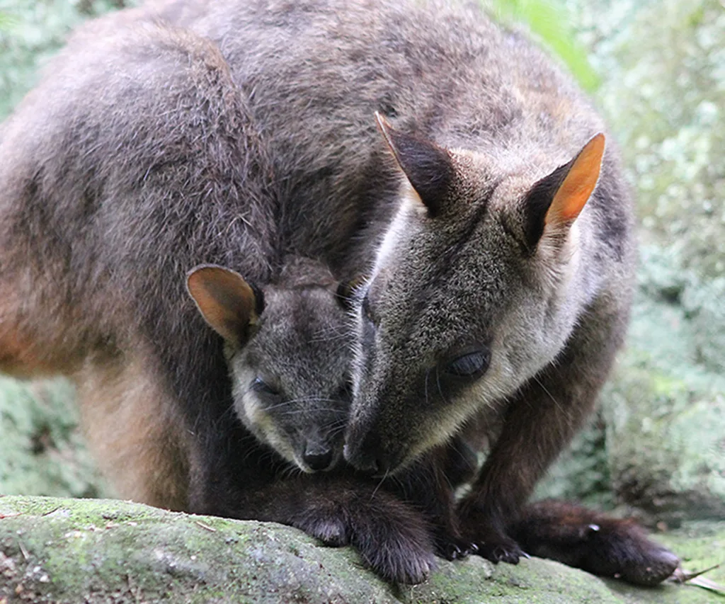 Surprise joey born at Sydney zoo with no males