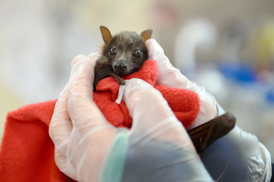 Flying foxes treated for hypothermia