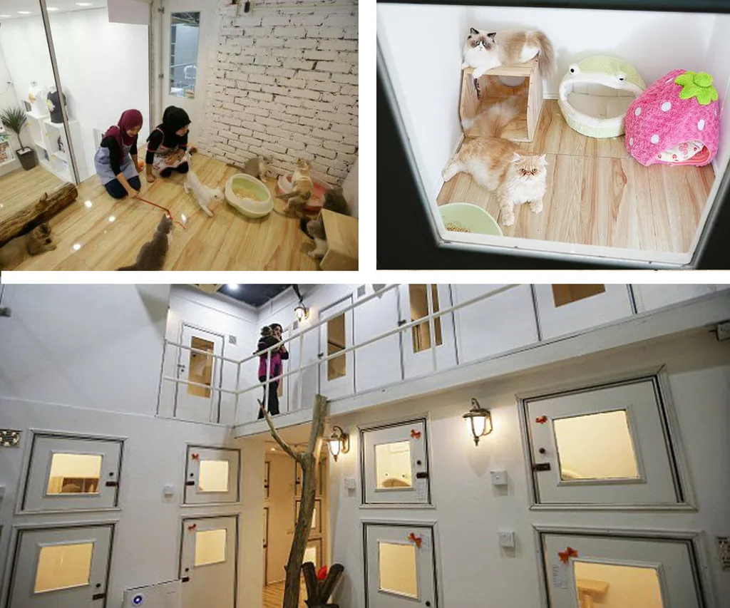 Luxury pet hotels around the world