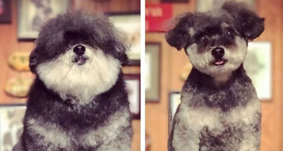 Jess Rona dog grooming videos will warm your heart