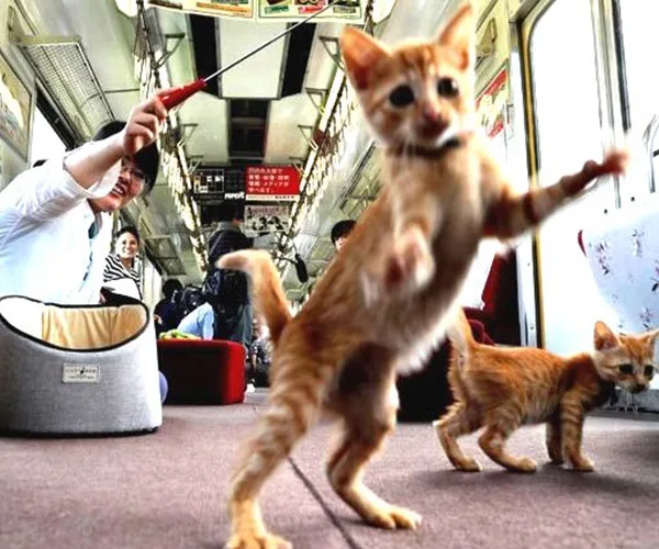 The world's first cat cafe train