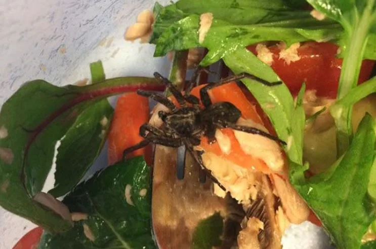 Woman finds MASSIVE spider in her Woolworths salad