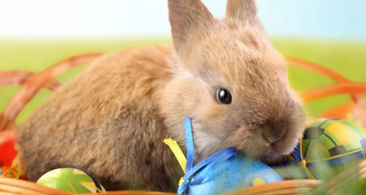 Kids can call the Easter Bunny this year