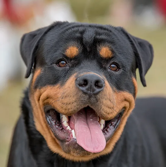 rottweiler attack australia