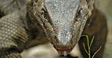 Father warns parents after young son bitten by goanna
