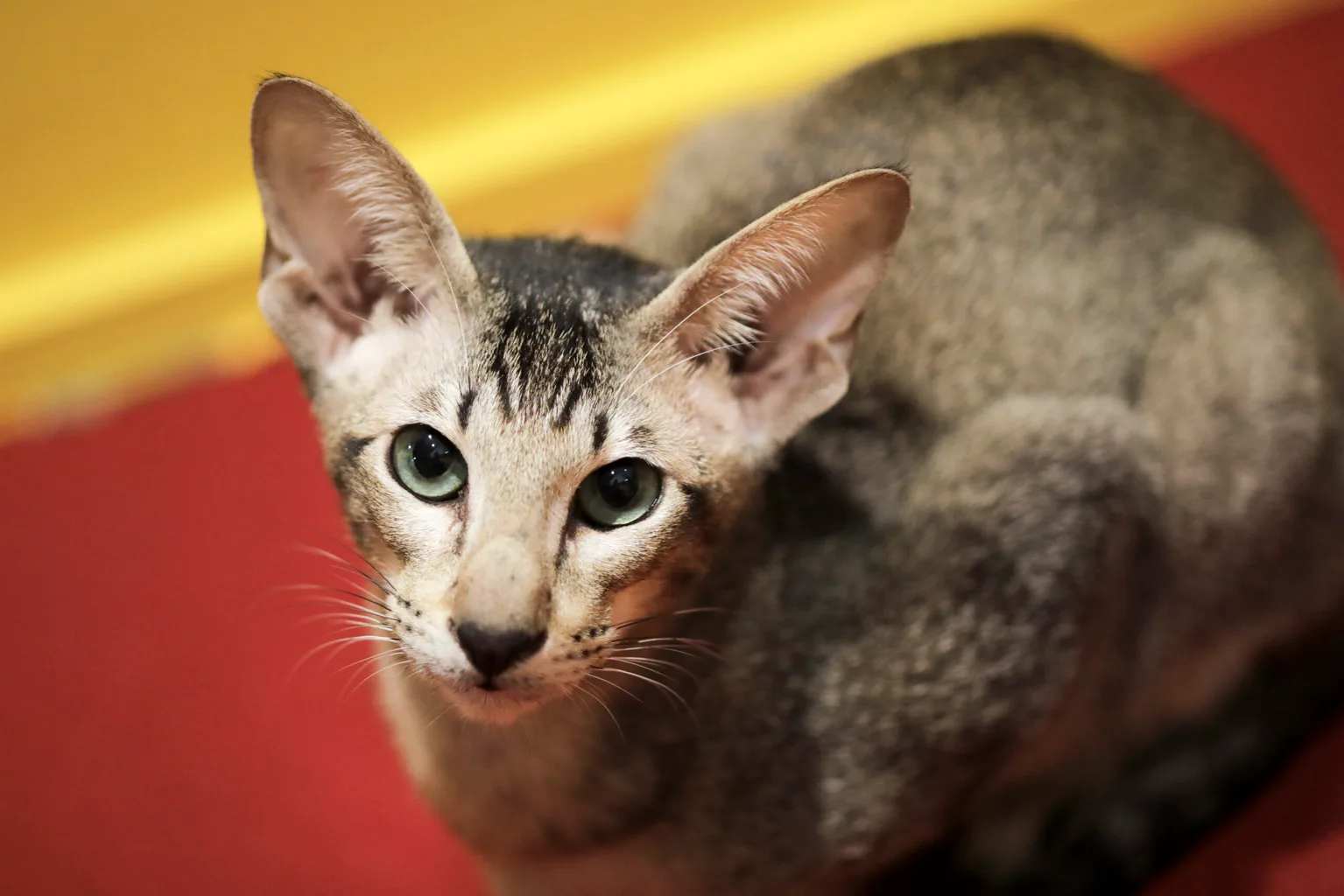 The best cat for you based on your star sign