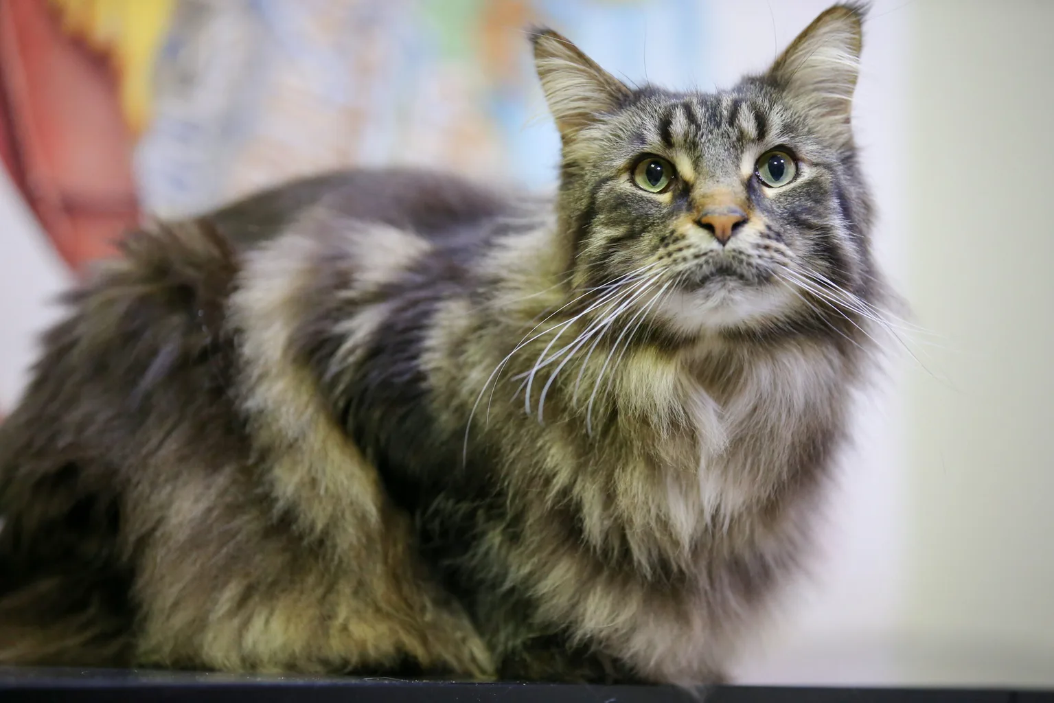 The best cat for you based on your star sign