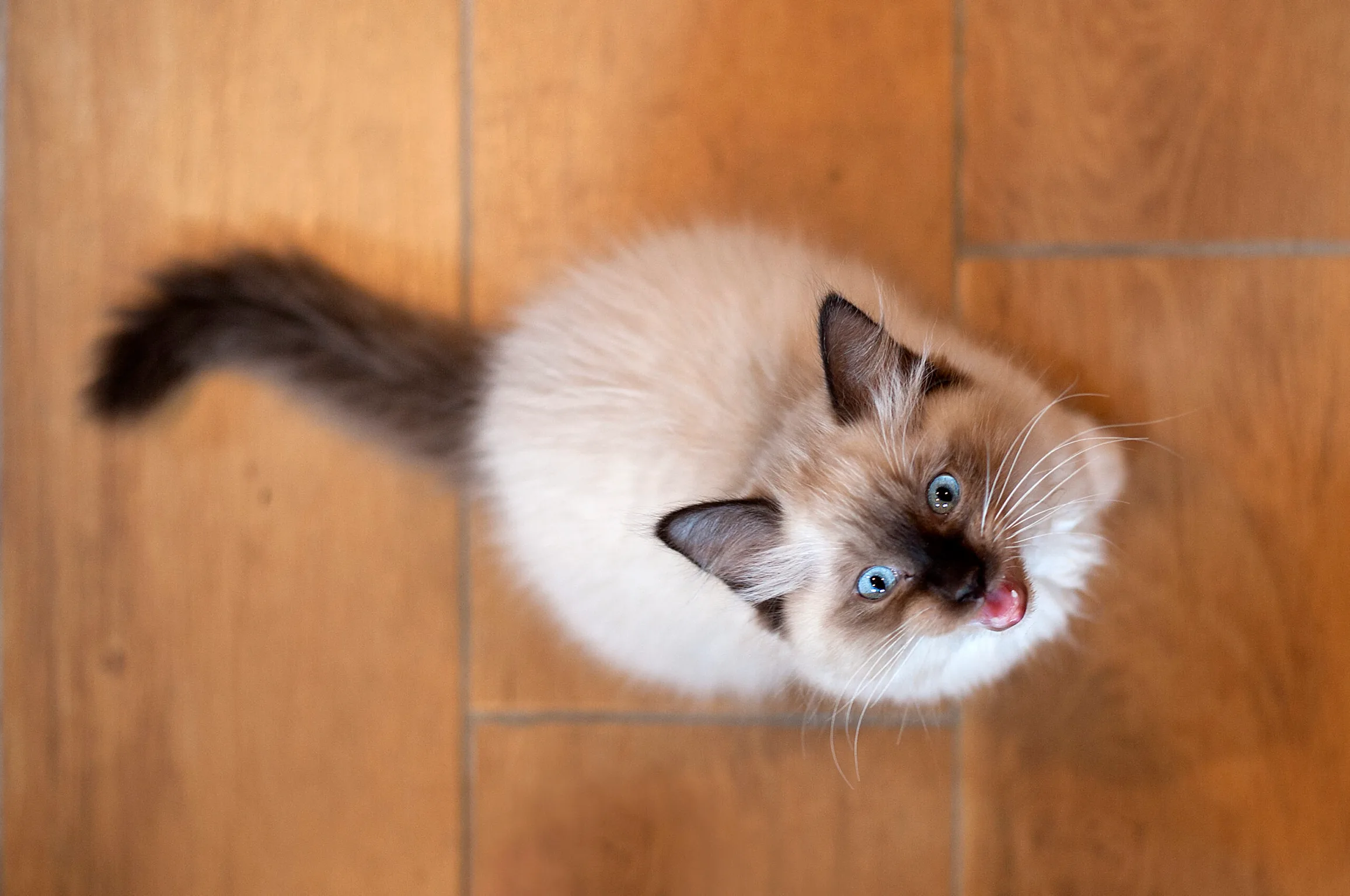The best cat for you based on your star sign